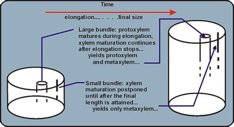 Primary Vascular Tissues