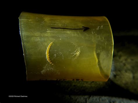 Cookie Cutter Shark Attack