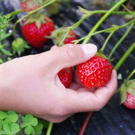 Voćne Sadnice Najkvalitetniji Rasadnik Voćaka U Srbiji