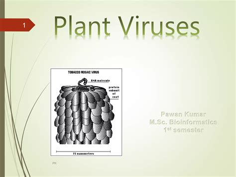 Plant Virus Ppsx