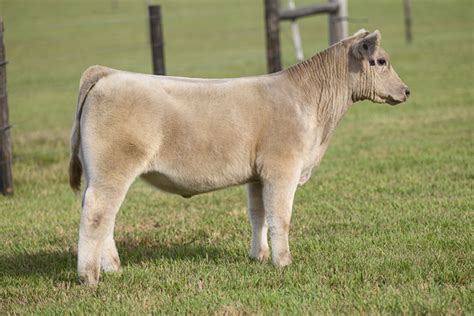 Wednesday October 19 2022 On Sc Online Sales Halbach Cattle Steer