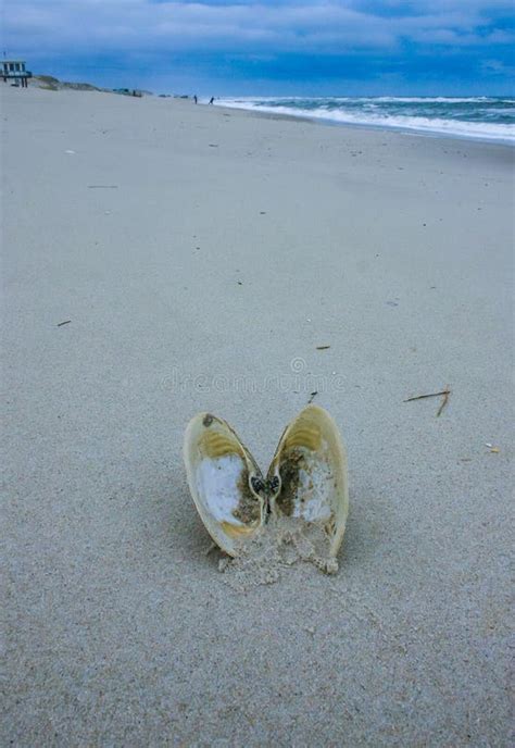 A Bivalve Shell On The Sand Washed Ashore By A Storm In Island Beach