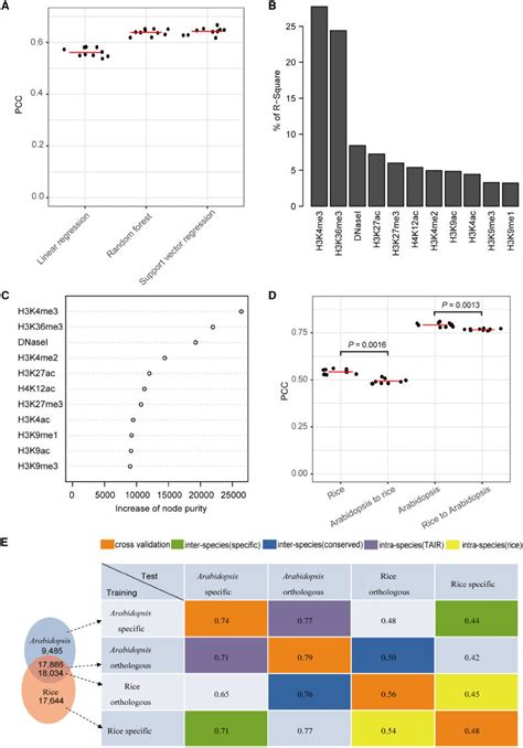 Prediction Of Gene Expression In Rice And Between Species Comparison Of Download Scientific