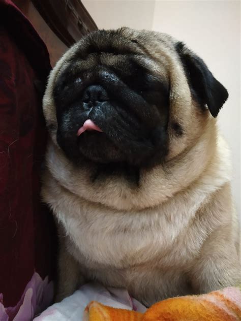 Bruno Doing The Bloop R Aww