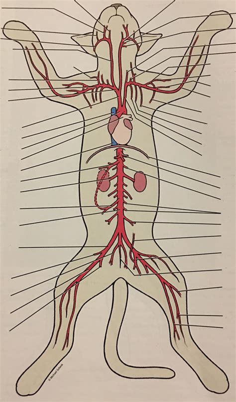 Cat Circulatory System General Arteries Diagram Quizlet