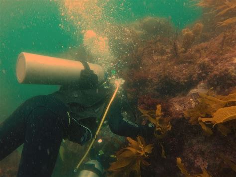 Shellfish — Explore Hood Canal