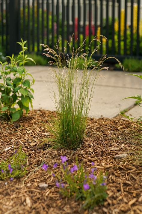 Our Hell Strip Plant Guide — Renovation Husbands