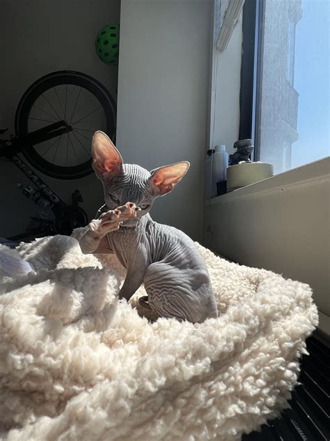 👽 My Lil Alien Rsphynx