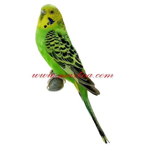 Samolepka Andulka Papoušek Vlnkovaný