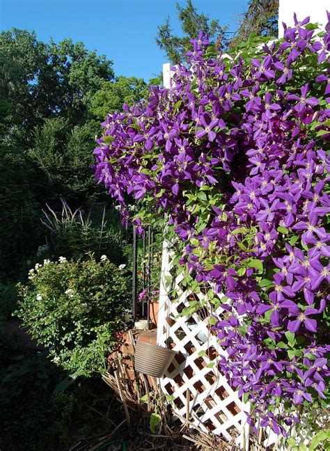 [96 ] Dwarf Buddleia Plant Free Télécharger Unique Photopng