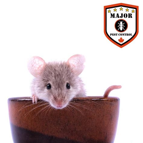 Fast Mouse Extermination Method In Calgary Same Day Rodent Removal