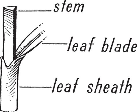 Sedge Morphology Vintage Illustration Leaf Stems Grass Vector Leaf