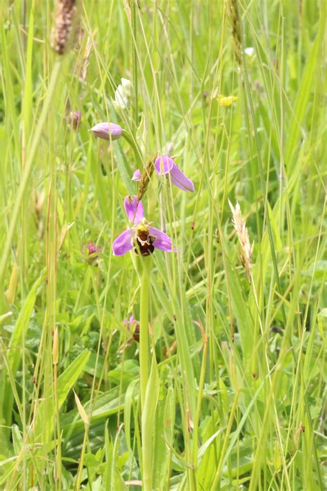 The Narth Wildlife Bee Orchids Plural