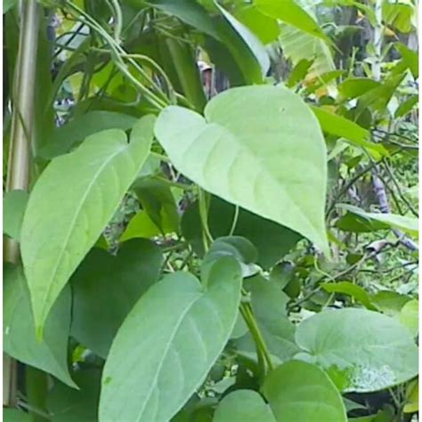 Jual Daun Sembukan Segar 1 Kg Daun Kentut Daun Entut Entutan