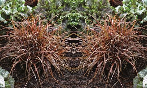 One Two Or Three Ornamental Grass Uncinia Everflame Plants Groupon