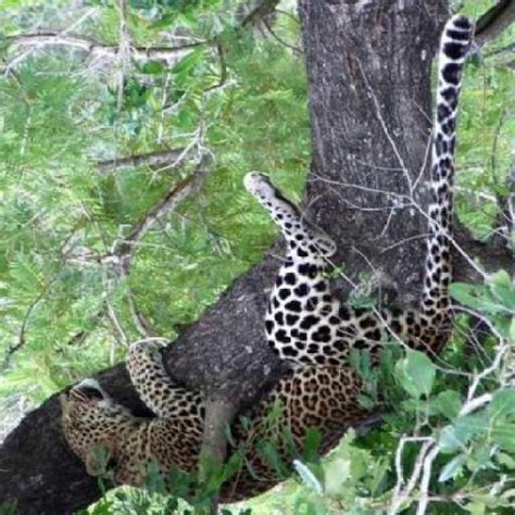 Detection Animals Object Detection Dataset By Posees