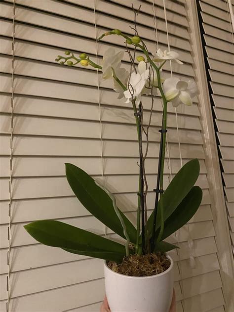 Help Identifying Rorchids