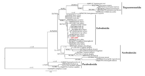 Phylogenetic Reconstruction Of Ssu Rdna Sequences From The Class