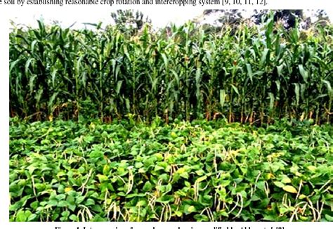 Figure 1 From Plant Allelopathy In Agriculture And Its Environmental