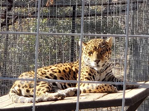 Project Survival Cat Haven Dunlap Tn Information Tickets And Reviews