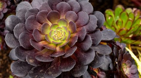 37 Different Types Purple Succulents With Names And Pictures