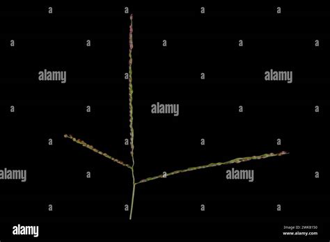 Smooth Finger Grass Digitaria Ischaemum Inflorescence Closeup Stock