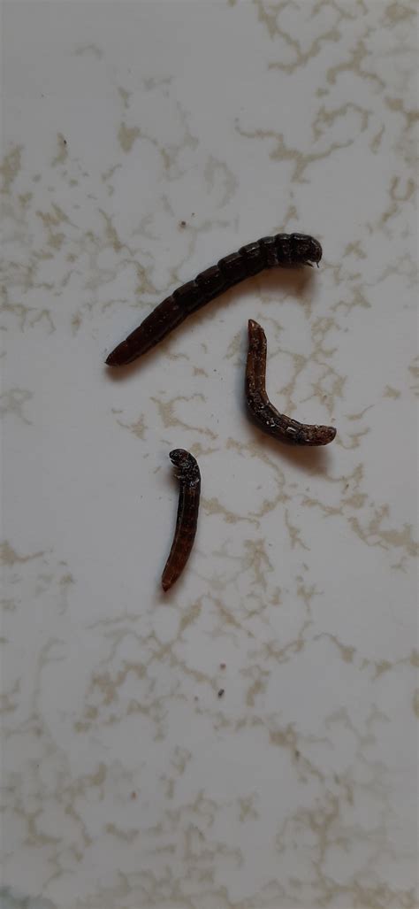 Meal Worms Turned Black R Mealworms