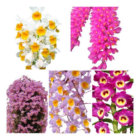 Kit 5 Mudas De Orquidea Dendrobium Pendentes Especie Lindas Shopee Brasil