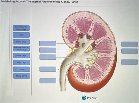Solved Art Labeling Activity The Internal Anatomy Of The