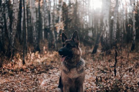 Немецкий овчар Пикабу