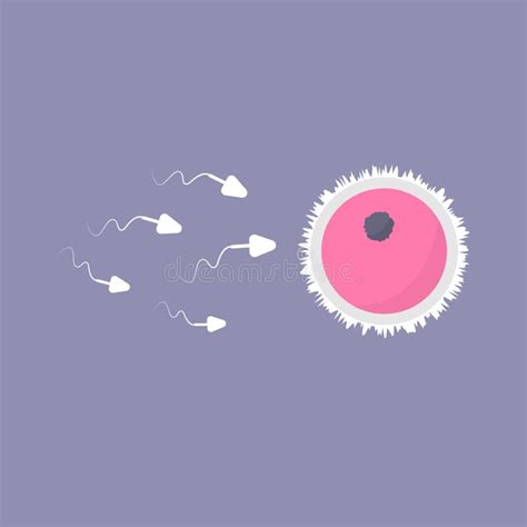 Human Fertilization And Embryo Development Stock Vector Illustration Of Medicine Artistic