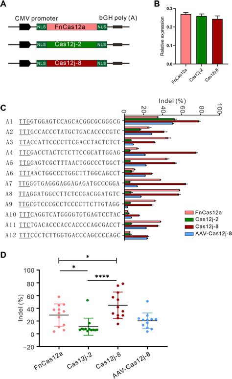 A Highly Specific Crispr Cas12j Nuclease Enables Allele Specific Genome Editing Pubmed
