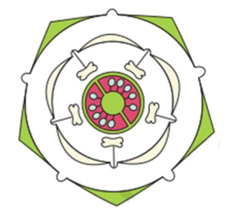 Enumerate The Diagnostic Characters Floral Formula And Floral Diagram