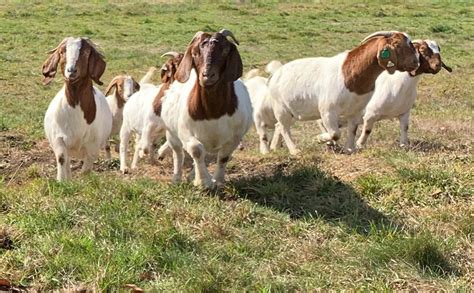 Boer Goats Doe