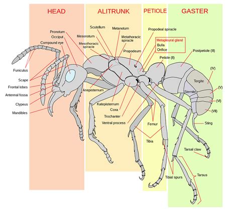 Unveiling The Fascinating Ant Anatomy A Guide To The Microscopic