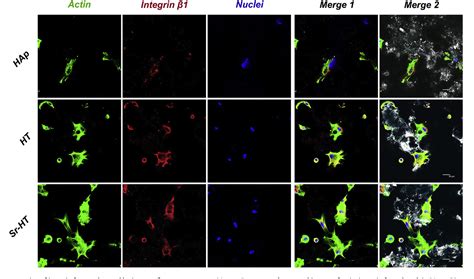 Figure 4 From The Synergistic Effect Of Hierarchical Micronano Topography And Bioactive Ions