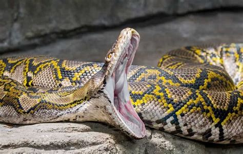 Dead Indonesian Woman Found In Giant Python