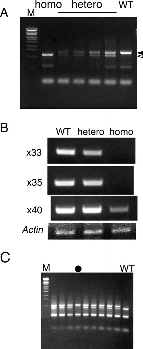 Identification Of Homozygous Vip6elf8 Mutants A Genotyping Analysis Download Scientific