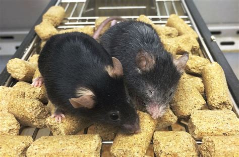 Experimentos Probados En Ratones Lograron Rejuvenecerlos