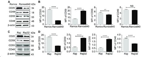 The Expression Levels Of Cd20 And Mcrps In Resistant Bl Cells A D