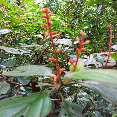 Leandra Grandifolia Plant Care And How To Grow Water