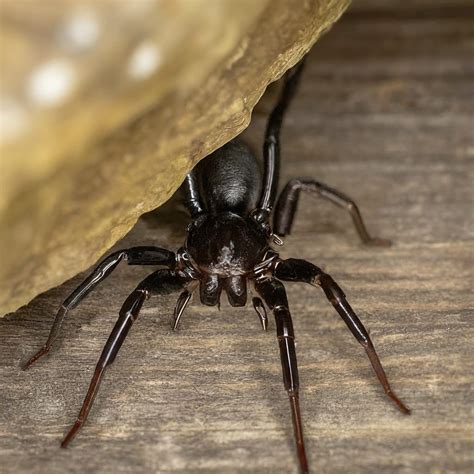 16 Spiders That Look Like Black Widows False Widows With Pictures