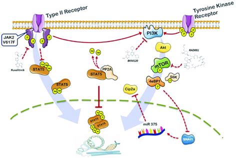 Schematic Representation Of The Role Of Pi3k Mtor Signaling And Download Scientific Diagram