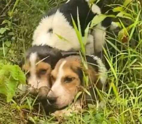 Pora Išgelbėjo Du Gatvėje Paliktus Biglius Kurie Tapo Ištikimais Draugais Hitaslt