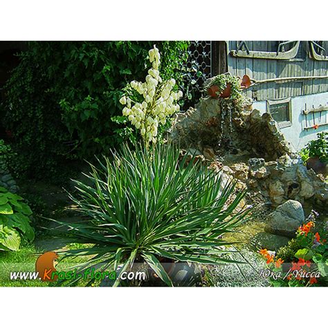 Юка Yucca Filamentosa