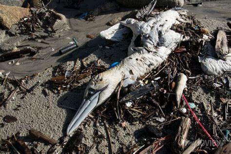 Dead And Rotten Bird On The Beach Due To Plastic Pollution In Posters