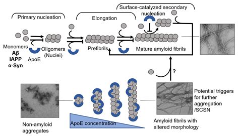 Anti Amyloidogenic Properties Of Transthyretin And Apolipoprotein E