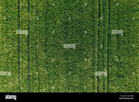 Aerial View Of Green Unripe Barley Hordeum Vulgare Crops Field From