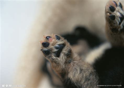 狗爪子摄影图家禽家畜生物世界摄影图库昵图网