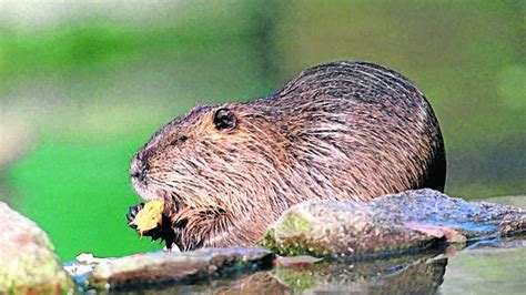 Emsiger Biber Löst In Tegernsee Einen Feuerwehr Einsatz Aus